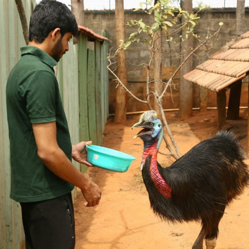 LSeT: Bridging the Gap in Animal Care Training in India LSeT: Bridging the Gap in Animal Care Training in India